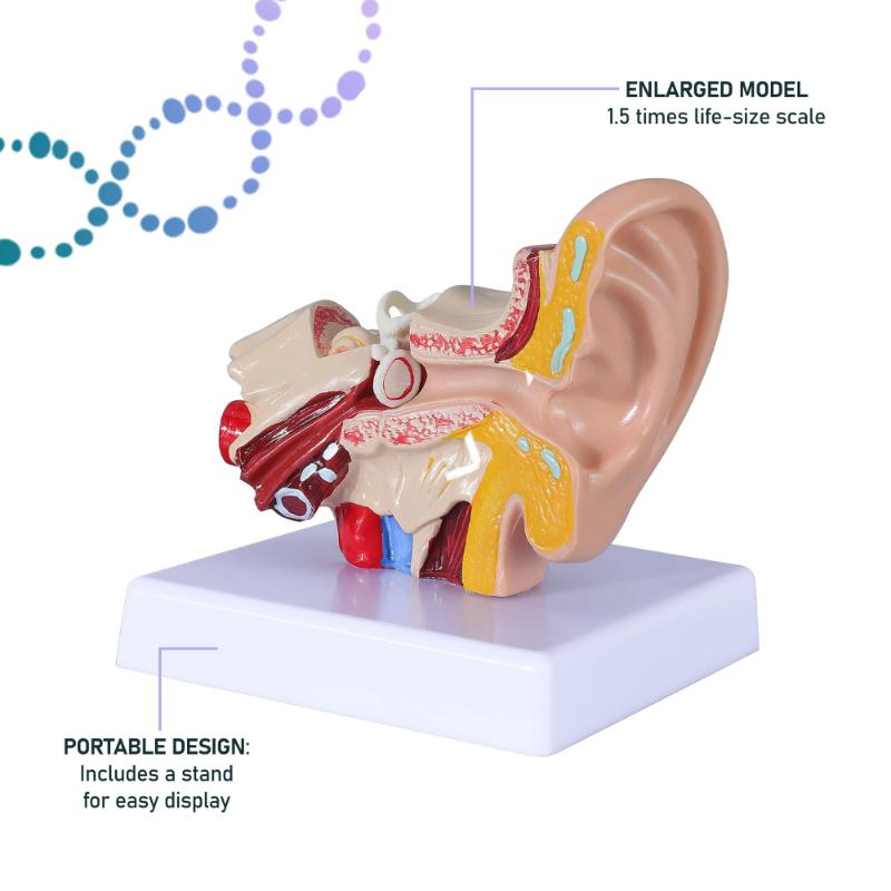 Life Size Human Ear Model - Anatomical Precision – Charles Medical